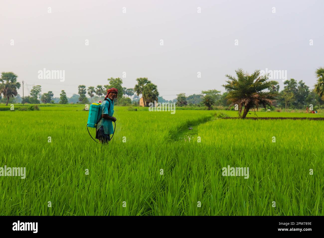 Farmer Working in a Green Paddy Field with a Sprayer in His Back ...