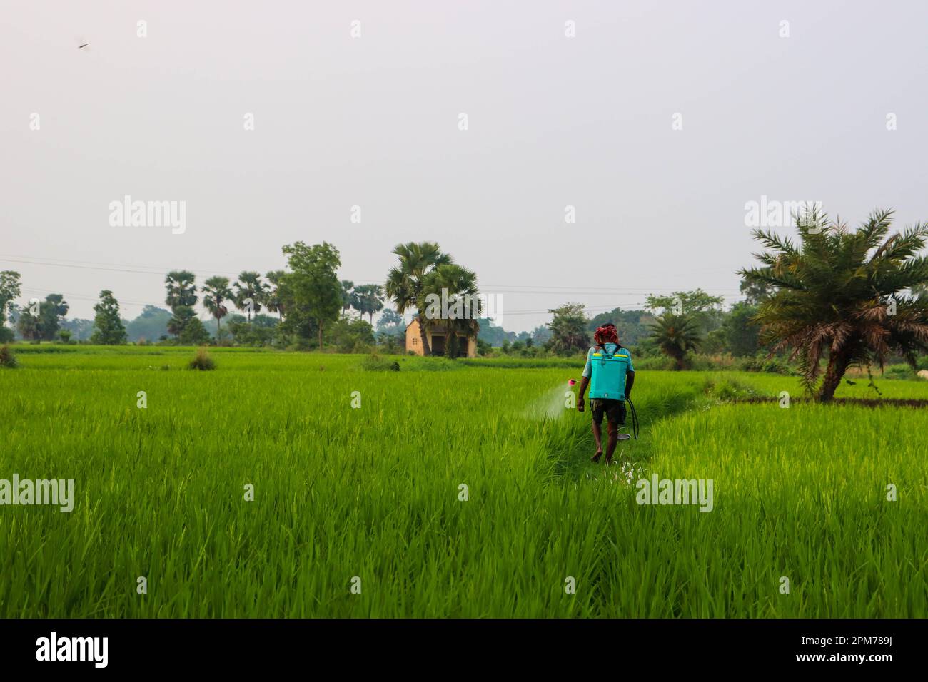 Farmer Working in a Green Paddy Fiel with a Sprayer in His Back. Farmer ...