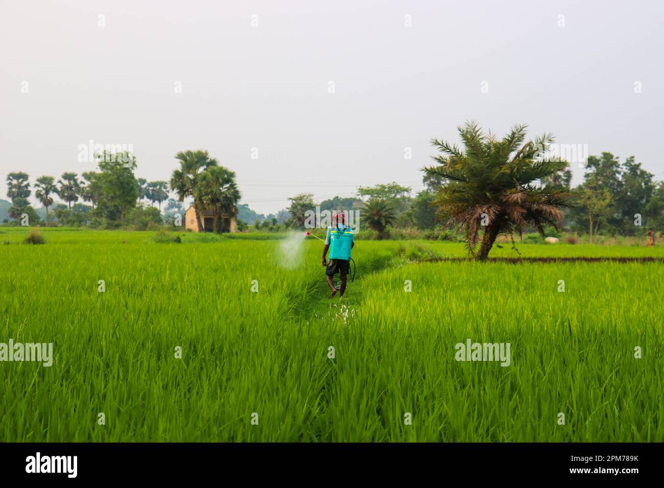 Farmer Working in a Green Paddy Fiel with a Sprayer in His Back. Farmer ...