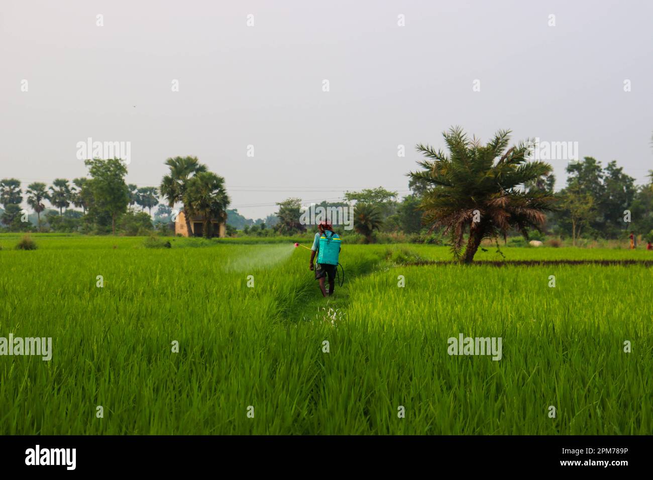 Farmer Working in a Green Paddy Fiel with a Sprayer in His Back. Farmer ...