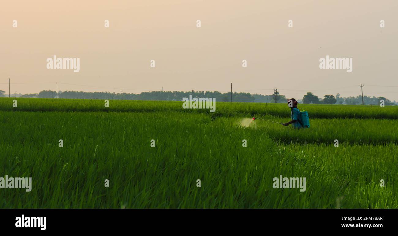 Farmer Working in a Green Paddy Fiel with a Sprayer in His Back. Farmer ...