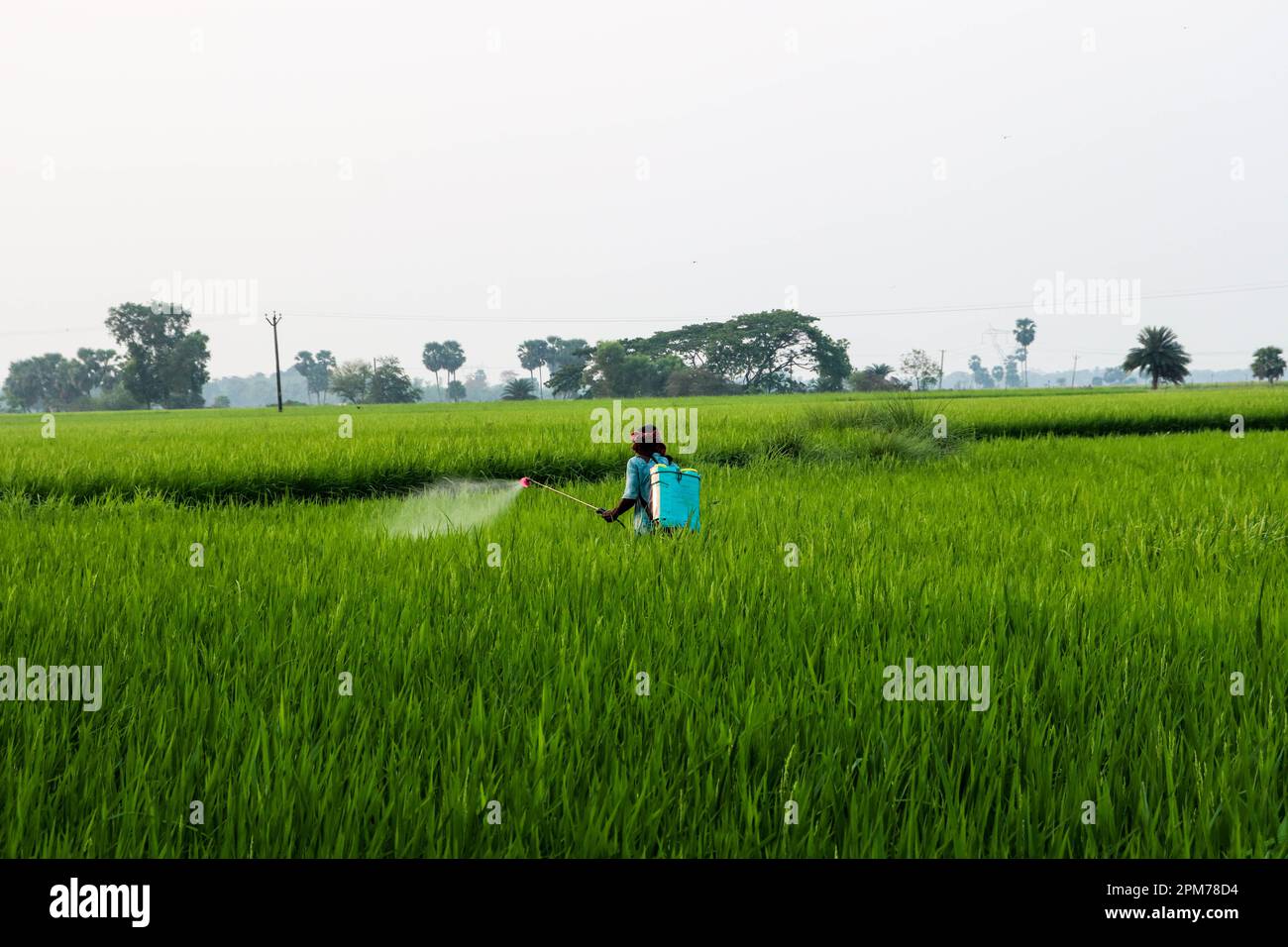 Farmer Spraying Pesticide in a Green Paddy Field. Green Paddy Field and ...