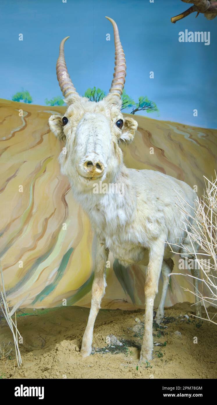 A diorama of a stuffed, taxidermy anima, the local, endangered Saiga ...