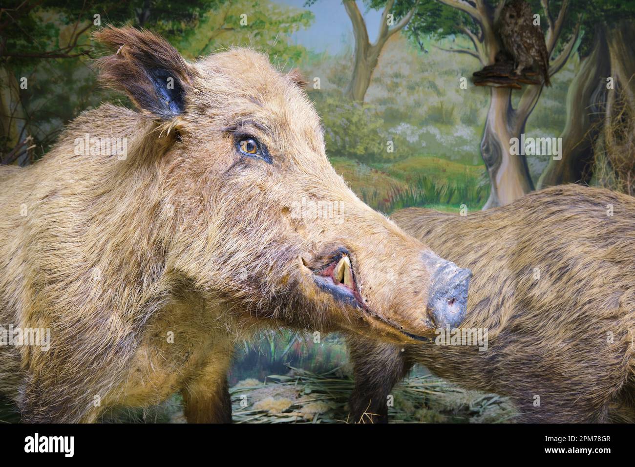 A diorama of a stuffed, taxidermy animal, a wild boar. At the ...