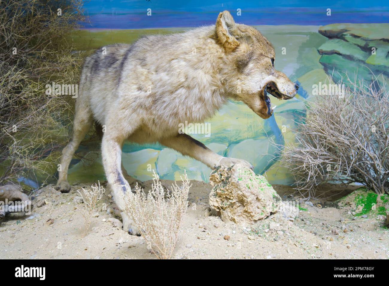 Taxidermy coyote hi-res stock photography and images - Alamy