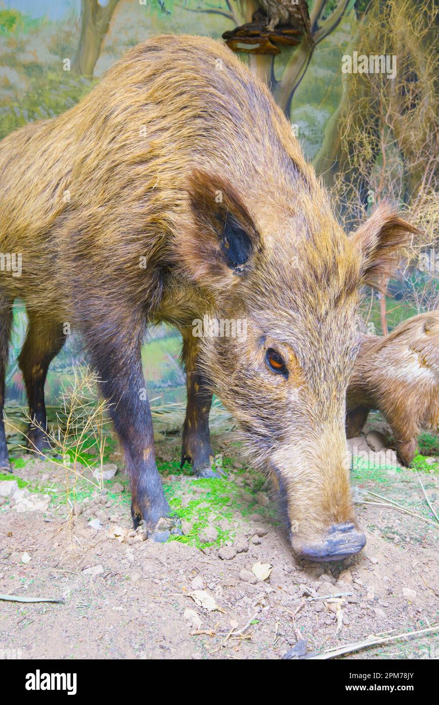 A diorama of a stuffed, taxidermy animal, a wild boar. At the ...