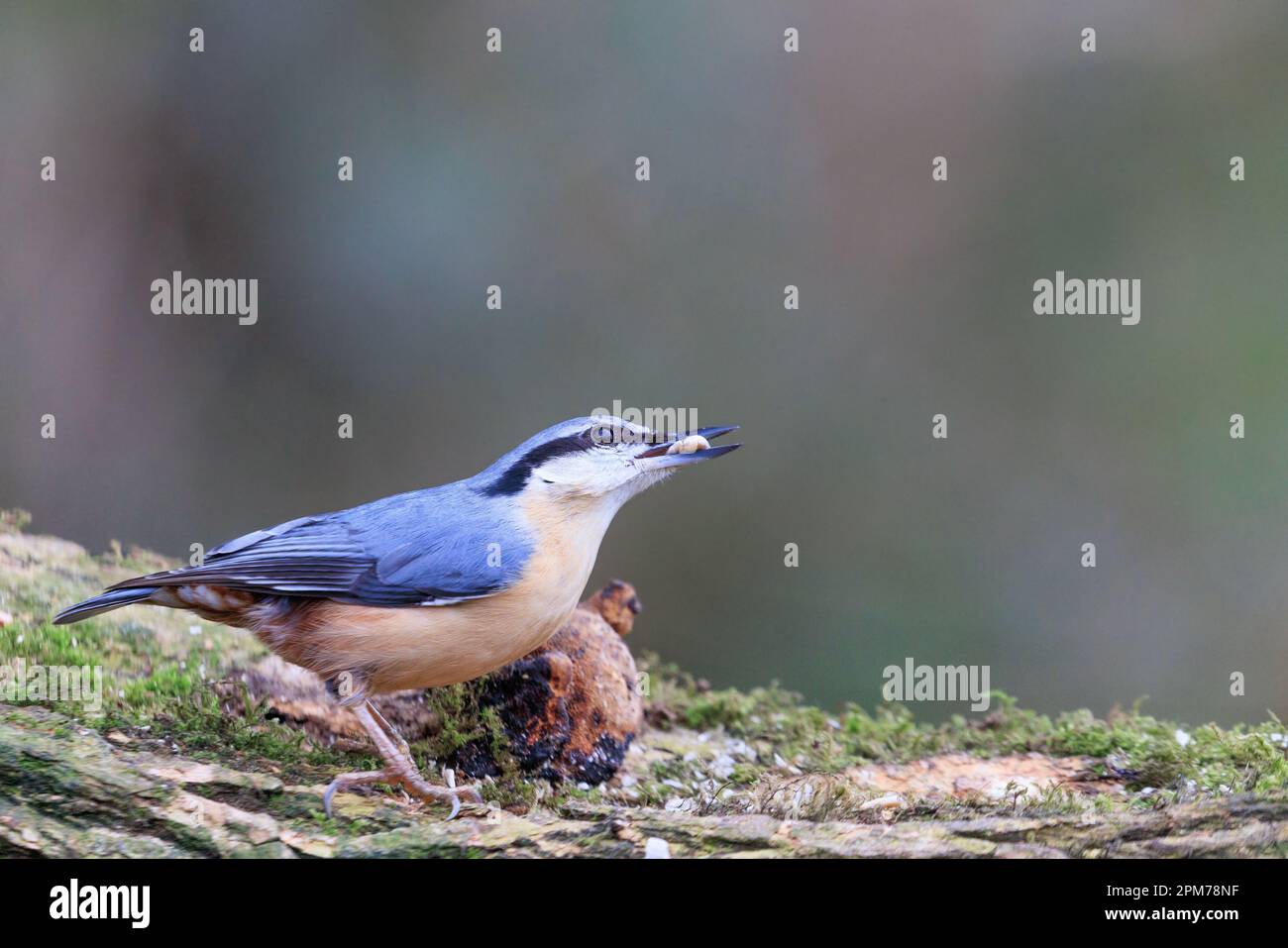 Nuthatch [ Sitta europaea ] on baited log with Sunflower seed in its ...