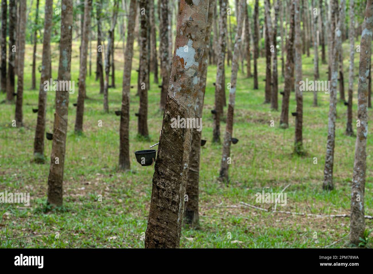 Extraction Of Natural Latex Rubber Tree Plantation Rubber Tree