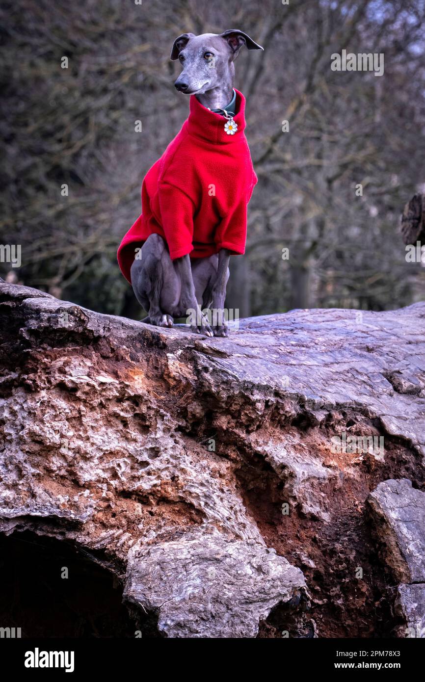 Sitting greyhound hi-res stock photography and images - Alamy