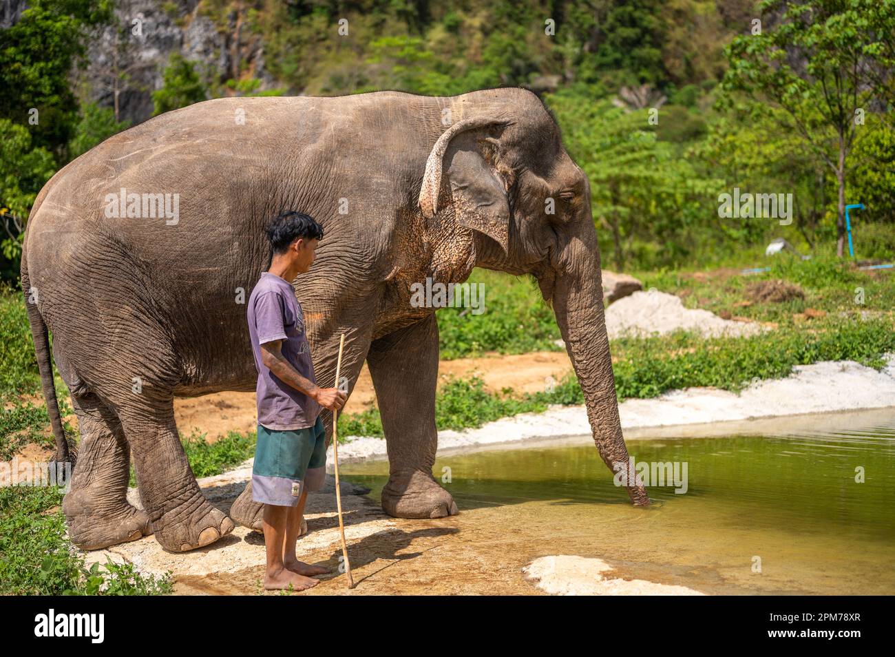 elephant and mahout. Elephant came, accompanied by a mahout, to the ...