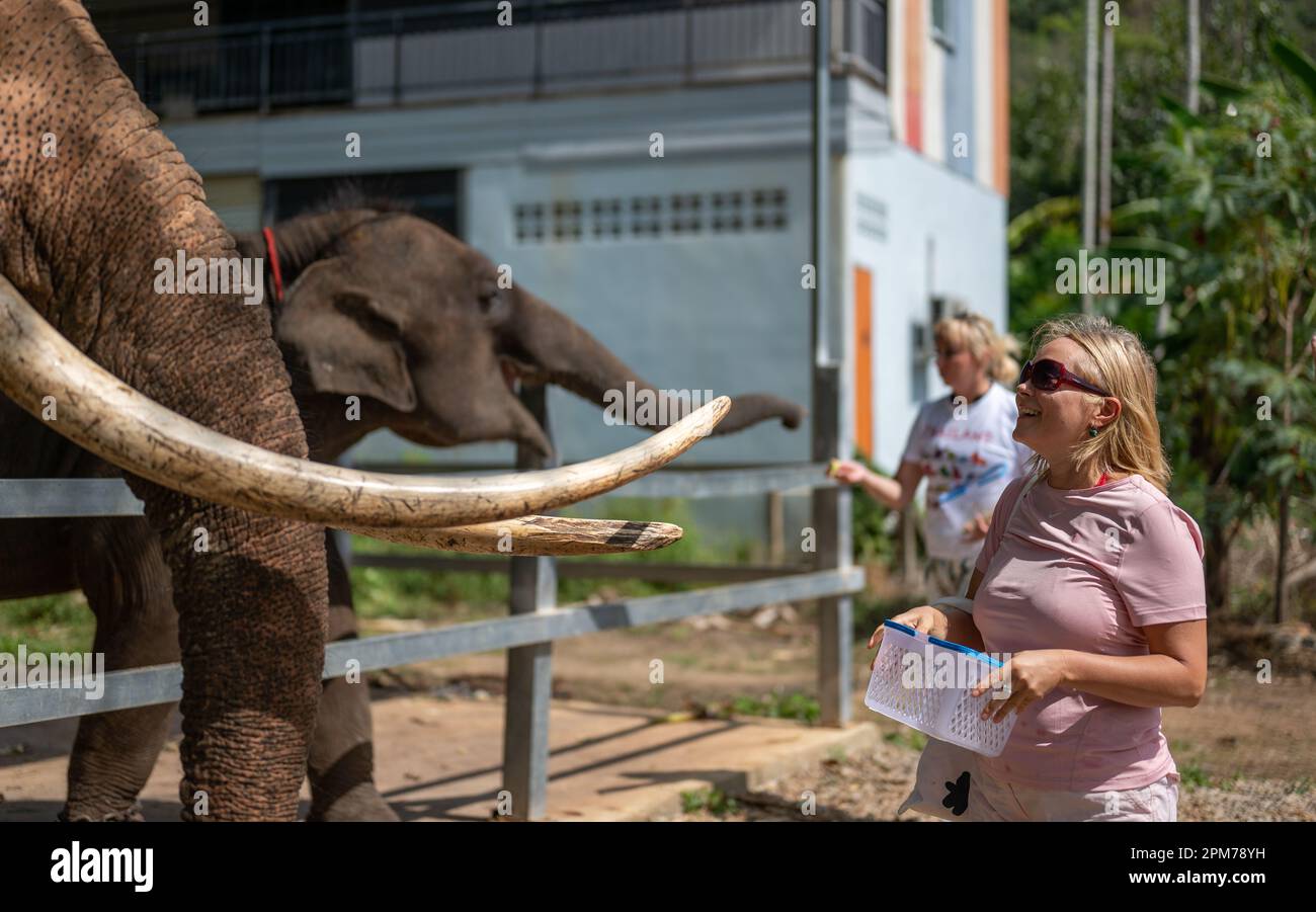 Joyful tourists feed an elephant banana in an elephant nursery. Woman ...
