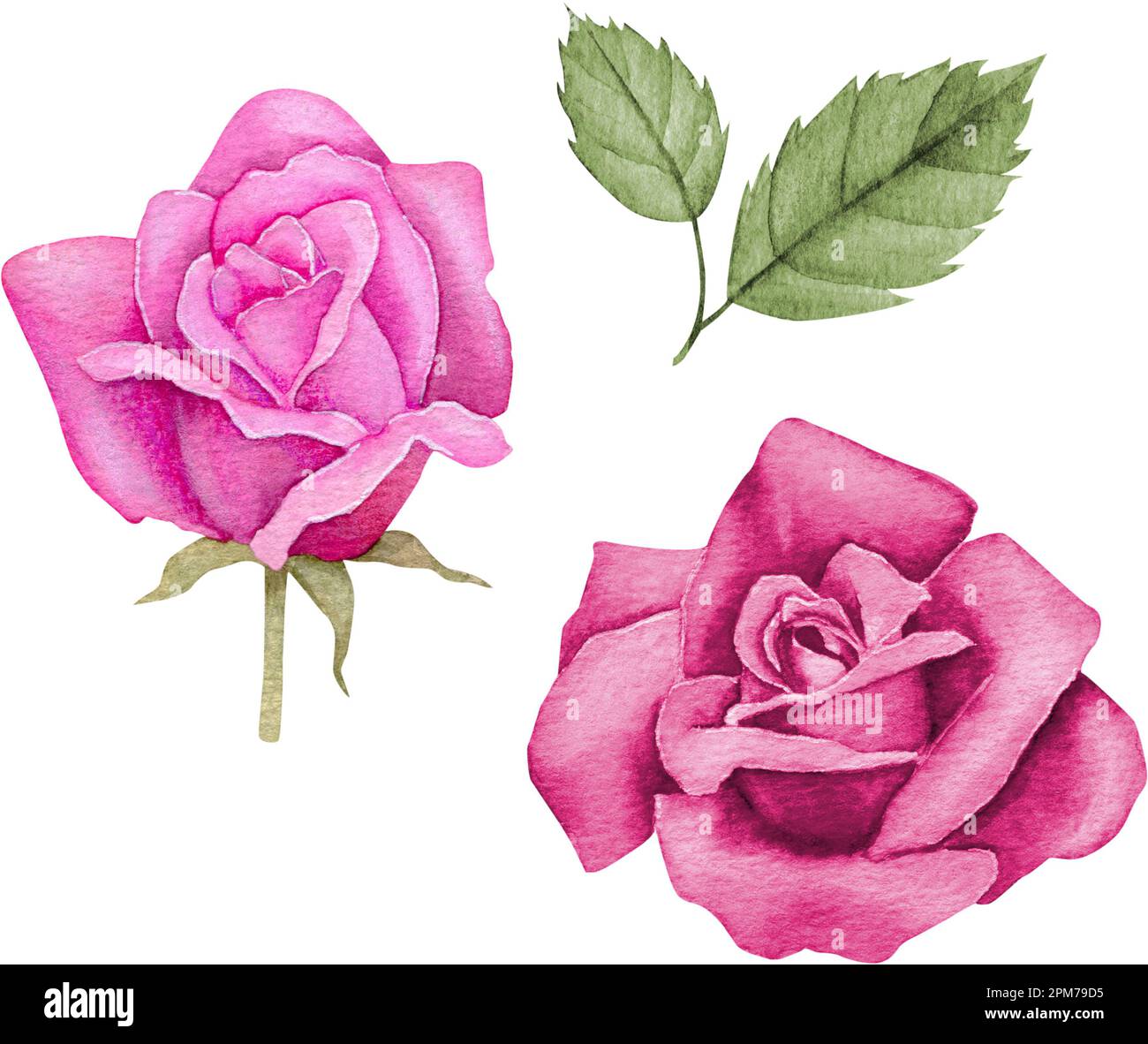 Watercolor red roses. Hand drawn floral illustration Stock Photo - Alamy