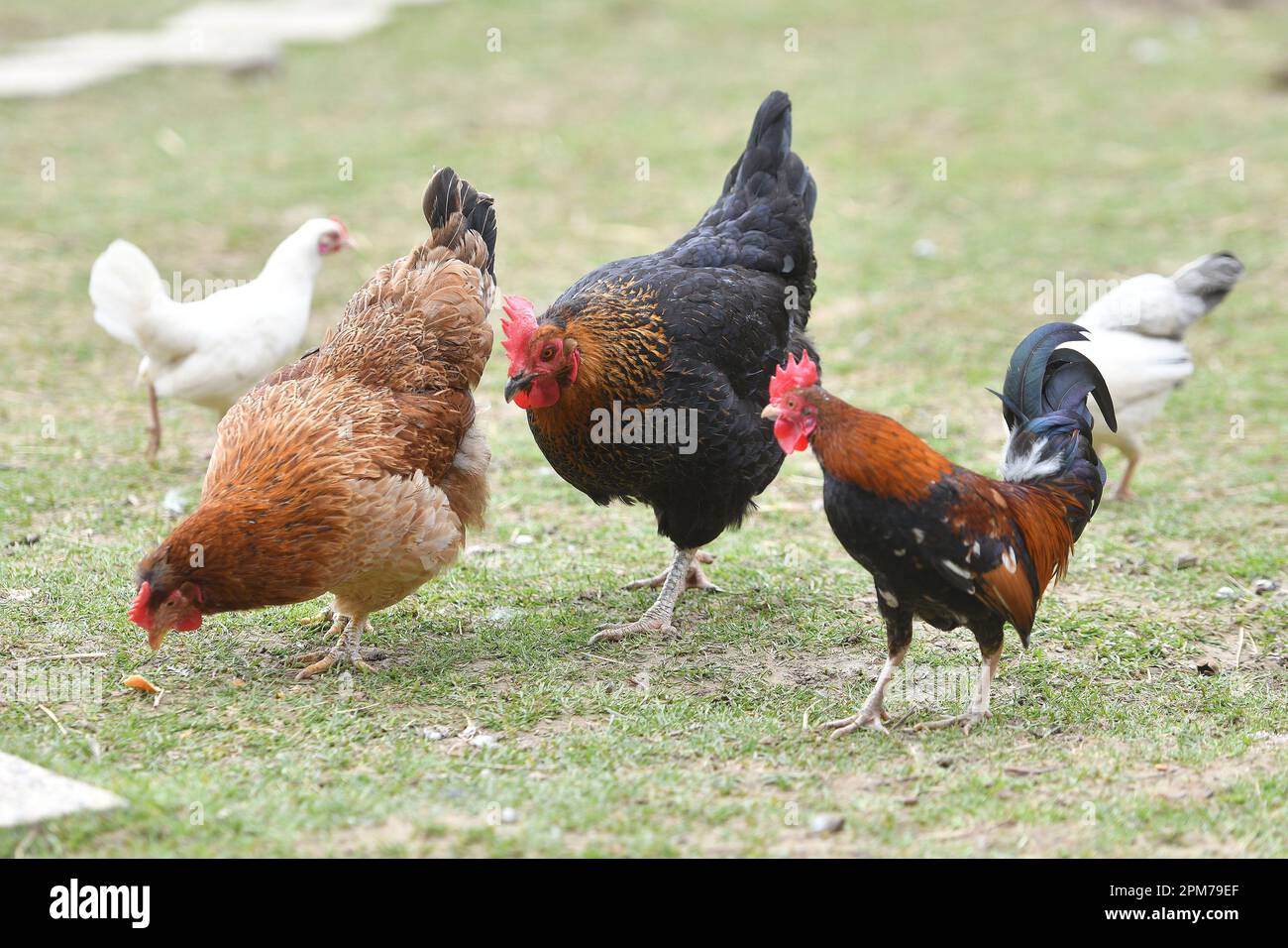 Domestic chickens walk around hi-res stock photography and images - Alamy
