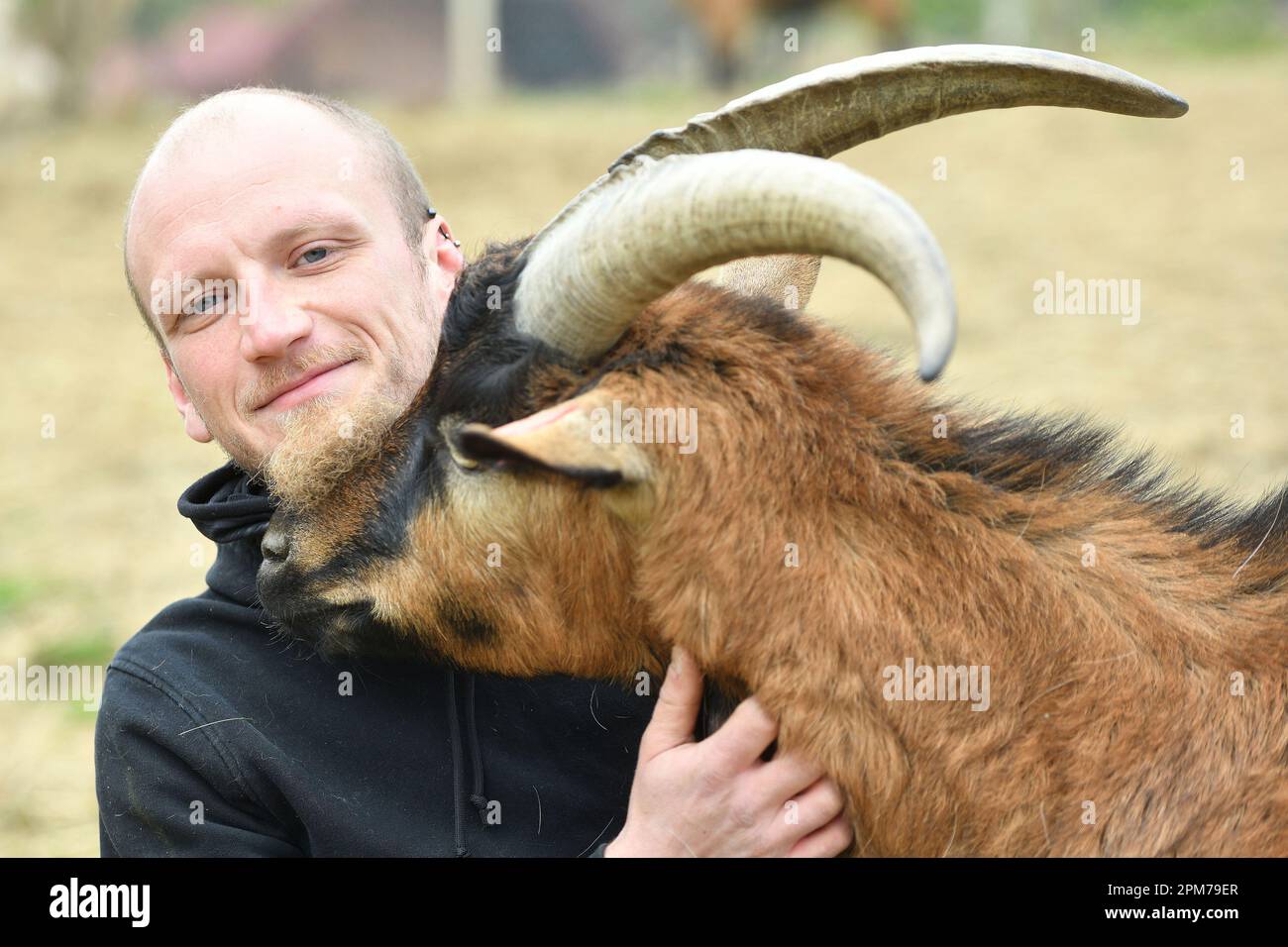 Three legged goat hi-res stock photography and images - Alamy