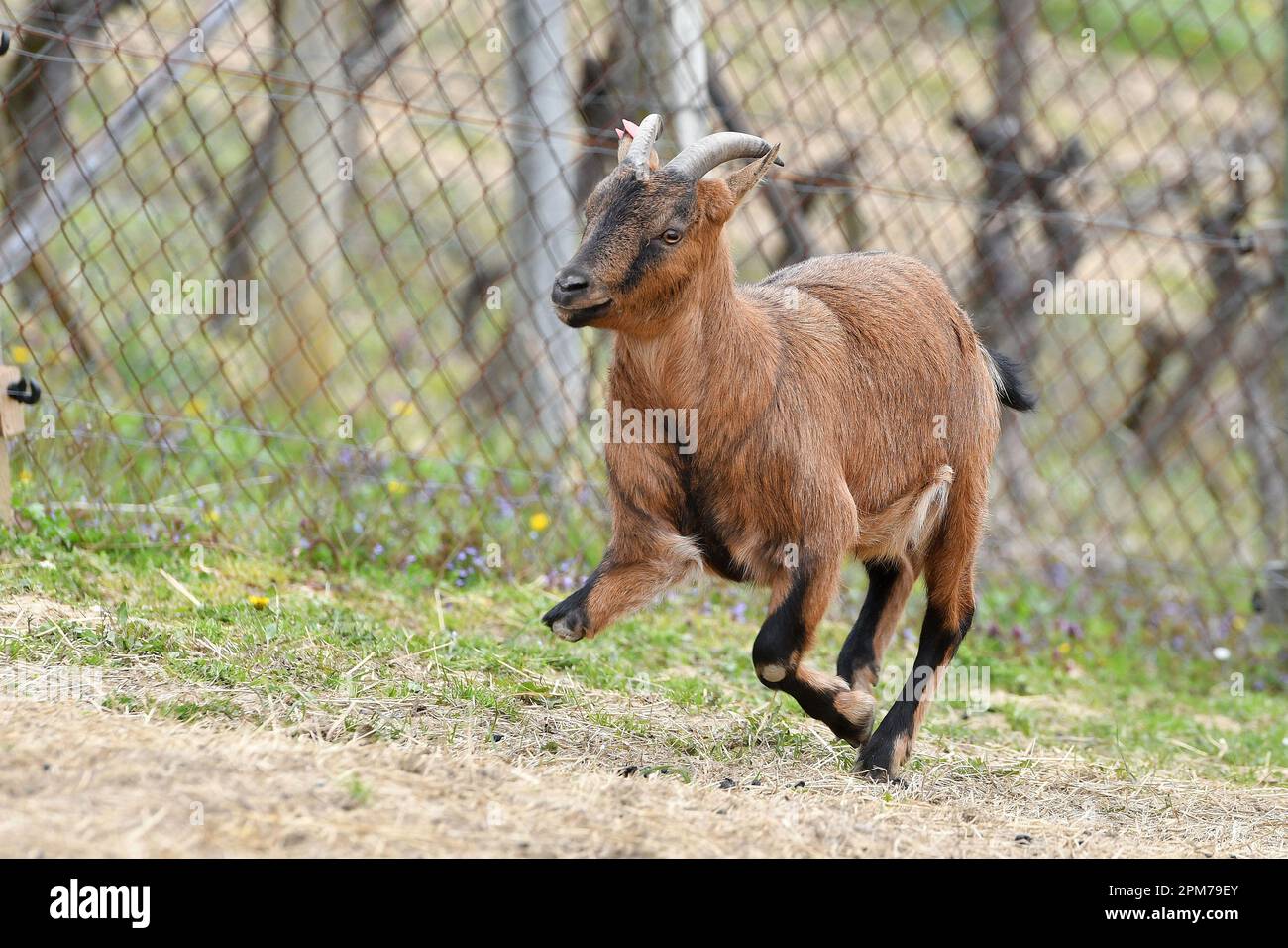 The three-legged goat Vili and other unwanted farm animals found a new ...