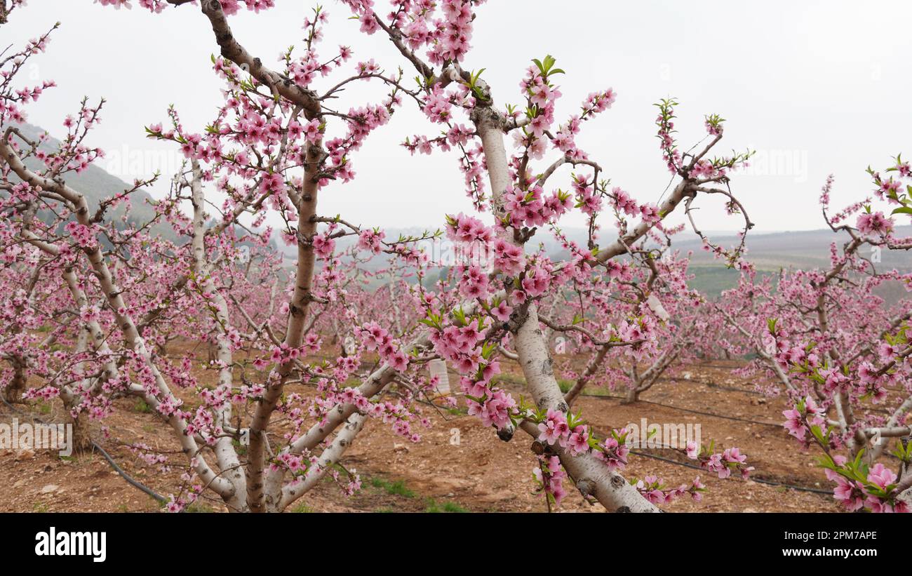 Almond gardens, Almond orchard in bloom. Blossoming trees in Israel ...