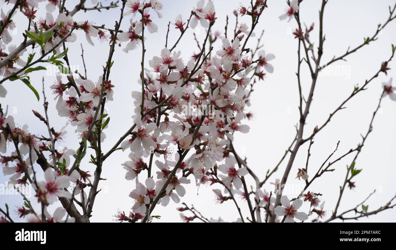 Almond gardens, Almond orchard in bloom. Blossoming trees in Israel ...