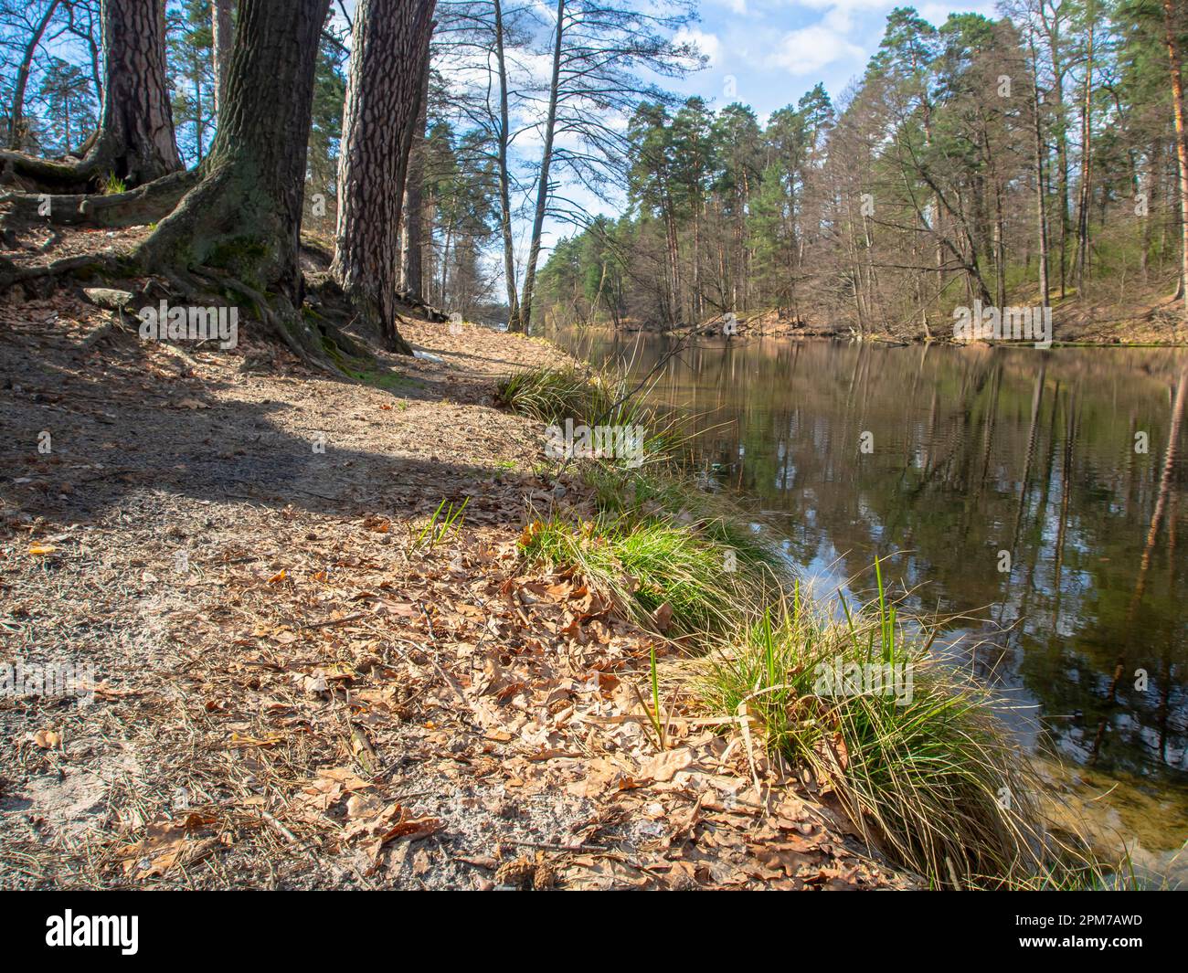 Natural landskape in the forest. River in the forest. Kyiv, Ukraine ...
