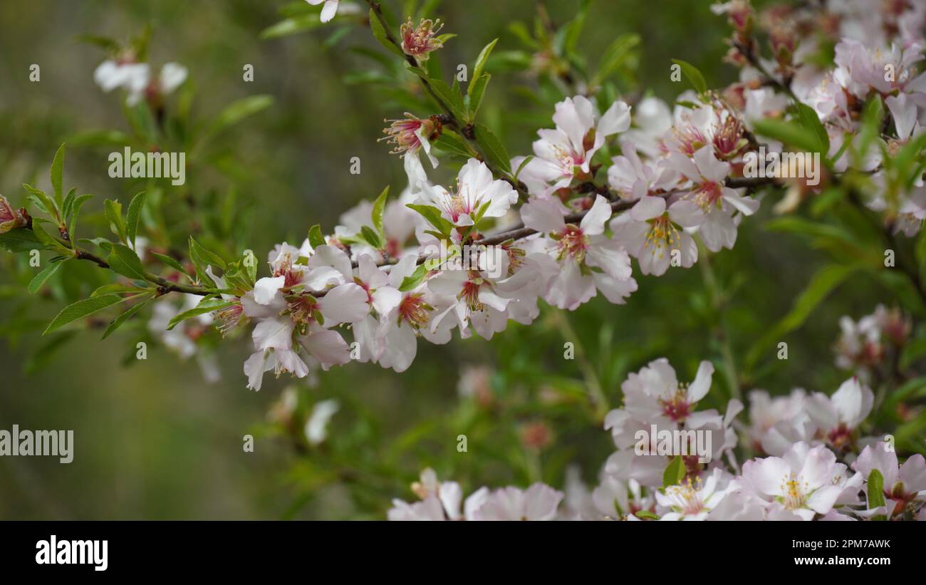 Almond gardens, Almond orchard in bloom. Blossoming trees in Israel ...