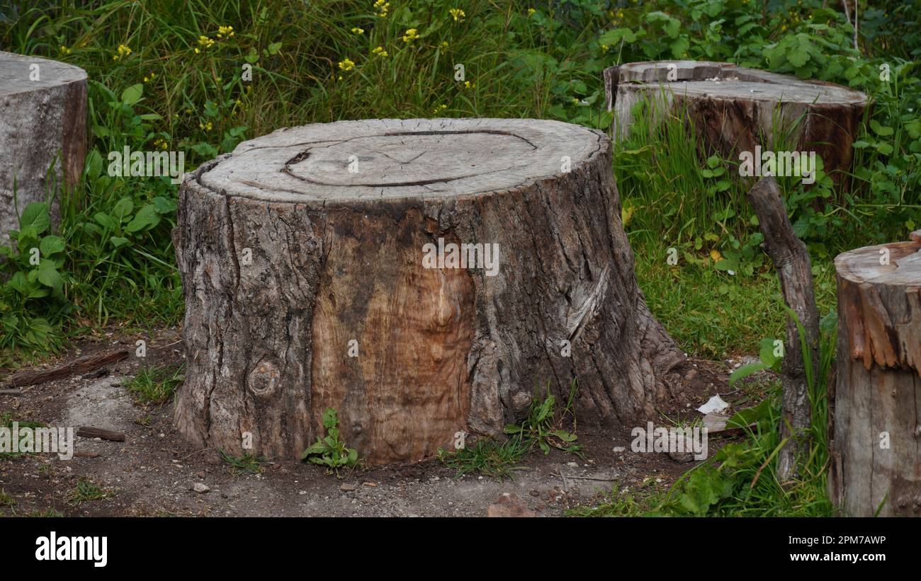 Old cut down tree stumps with the age-defining rings of a tree Stock ...