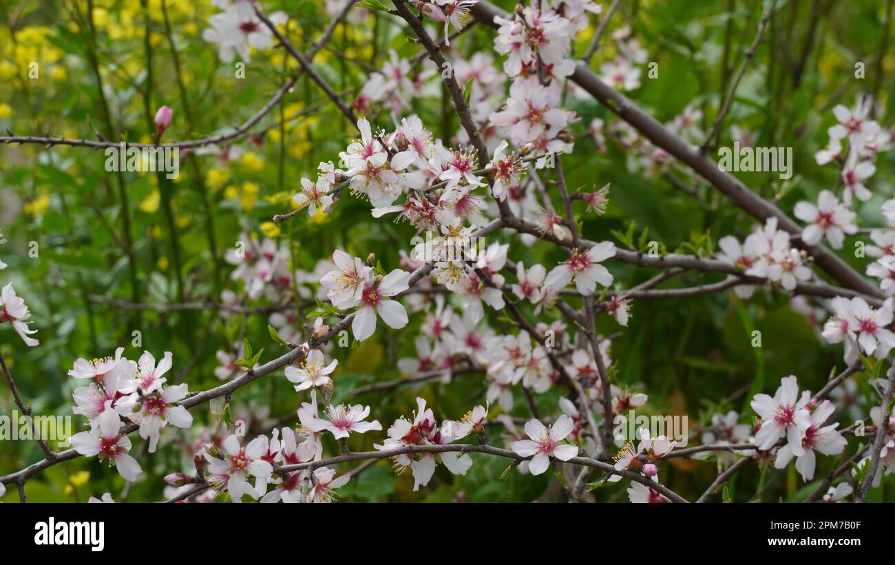 Almond gardens, Almond orchard in bloom. Blossoming trees in Israel ...
