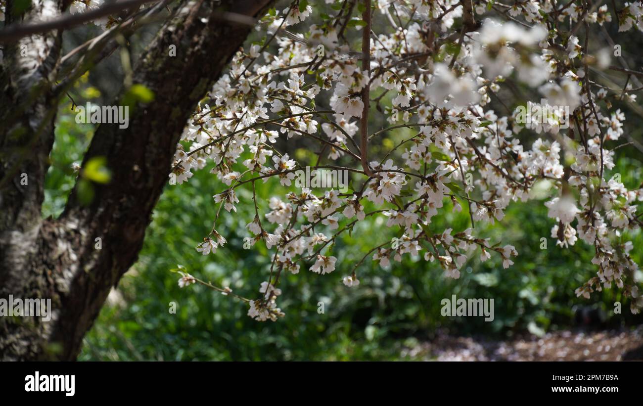 Almond gardens, Almond orchard in bloom. Blossoming trees in Israel ...
