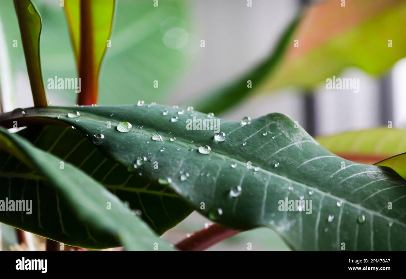 Green plant spurge in drops of morning spring dew. Beauty wild nature ...