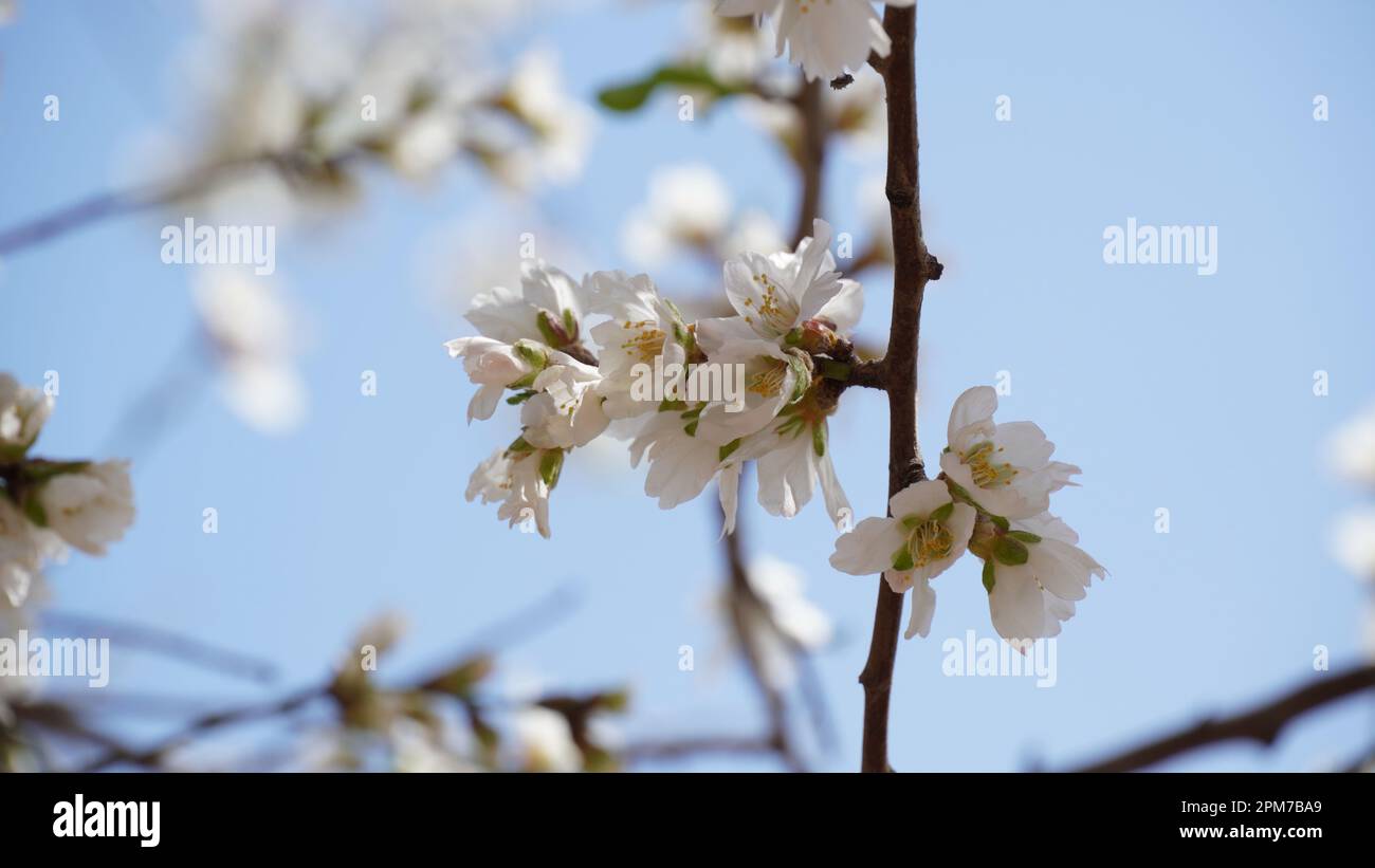 Almond gardens, Almond orchard in bloom. Blossoming trees in Israel ...