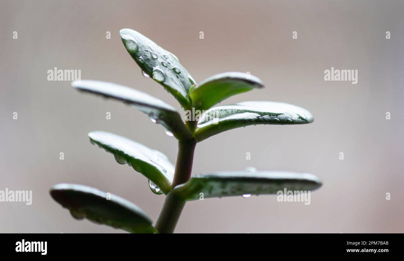 Ova variegata hi-res stock photography and images - Alamy