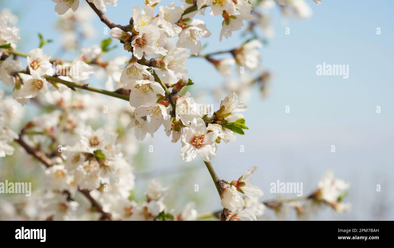 Almond gardens, Almond orchard in bloom. Blossoming trees in Israel ...