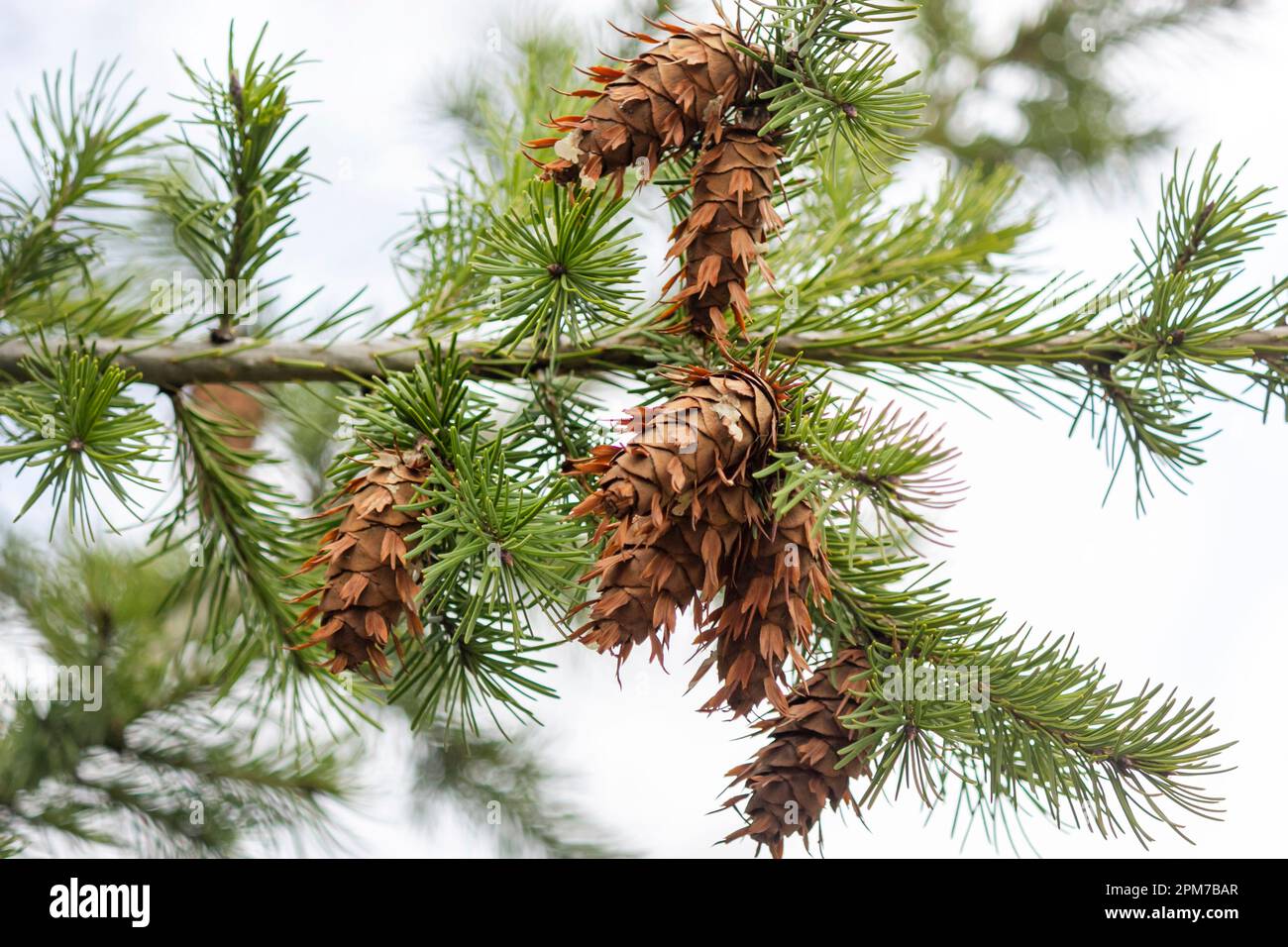 Lots of beautiful fir cones on a fir branch on a blurred white ...