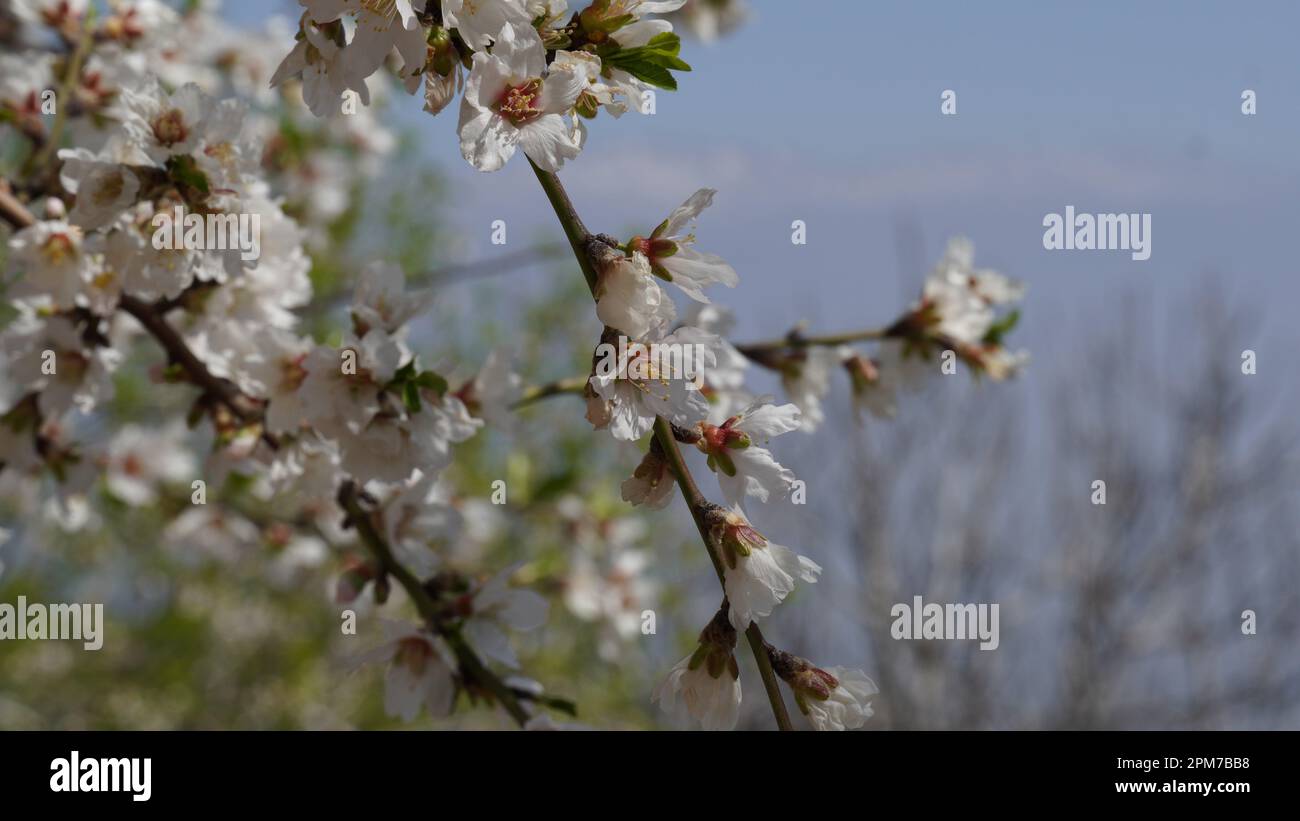 Almond gardens, Almond orchard in bloom. Blossoming trees in Israel ...