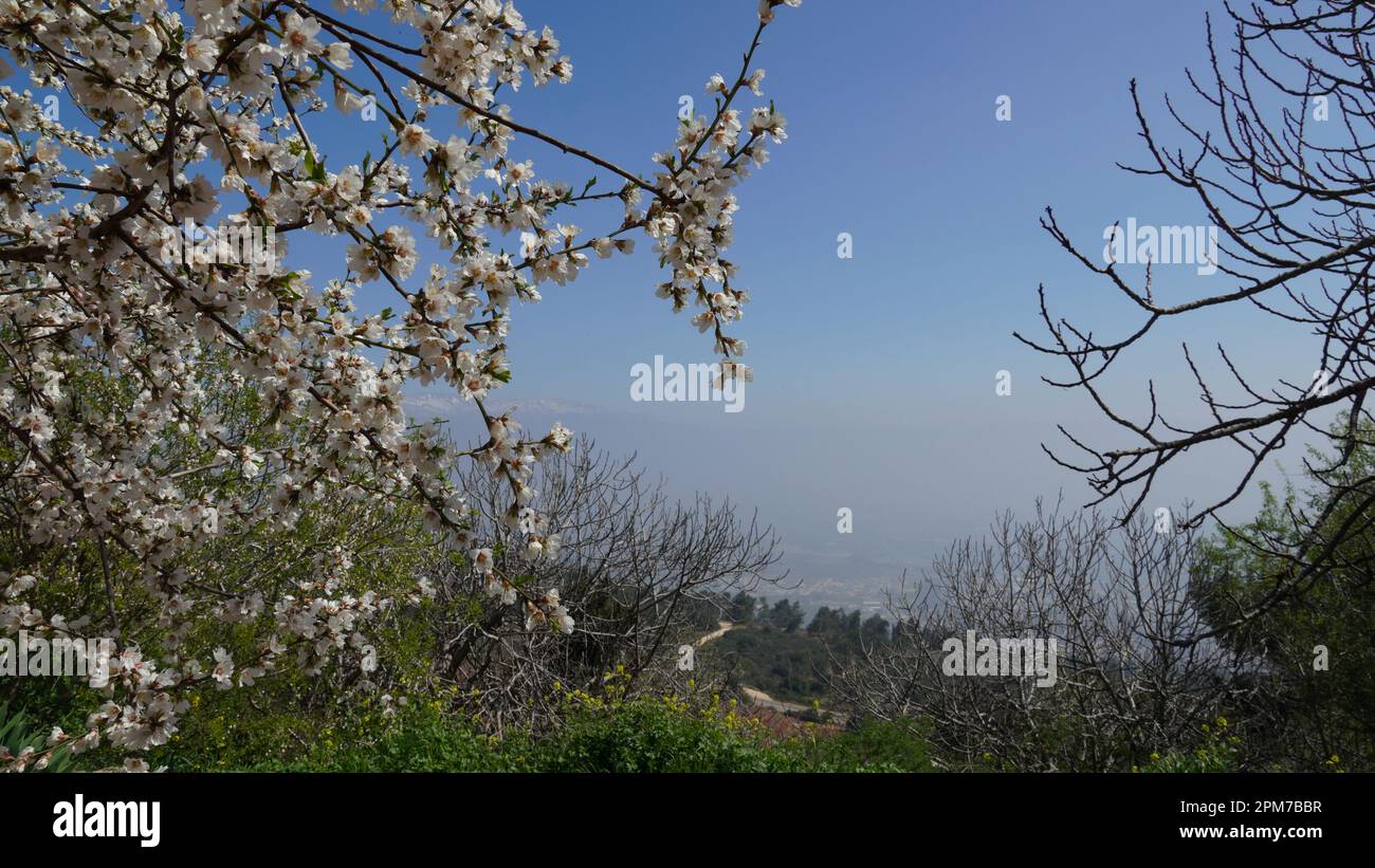 Almond gardens, Almond orchard in bloom. Blossoming trees in Israel ...