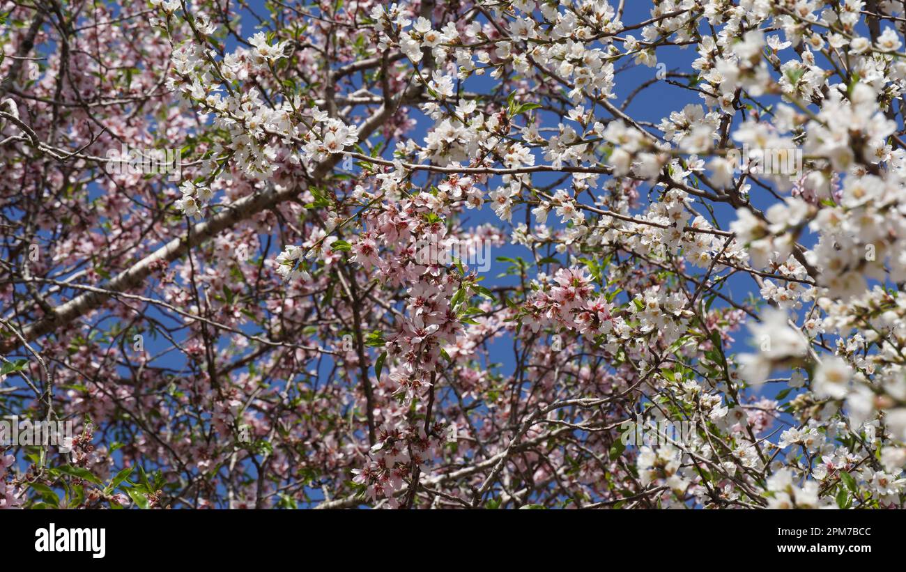 Almond gardens, Almond orchard in bloom. Blossoming trees in Israel ...