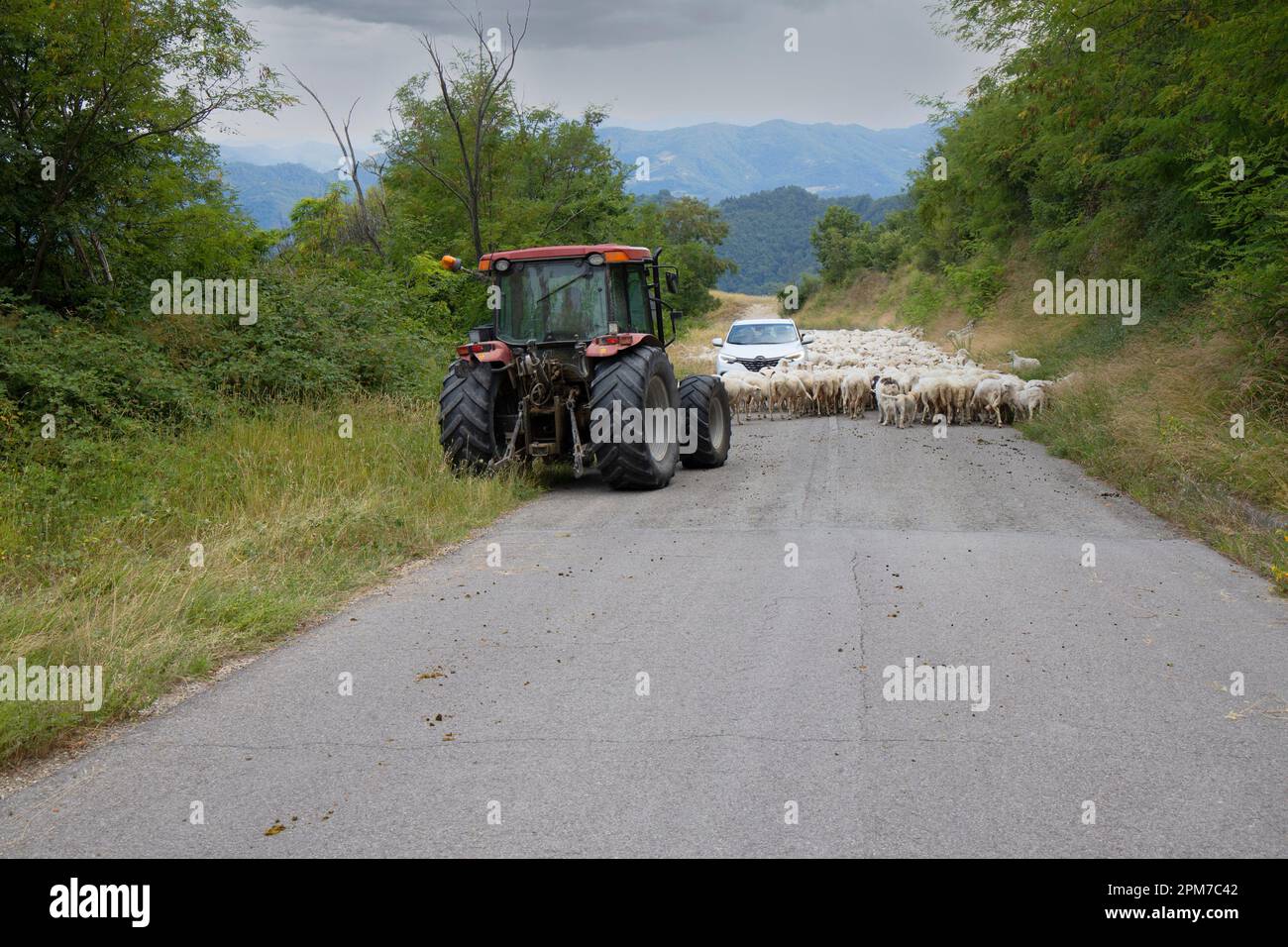 road blocked by herd of sheep, Marche, Italy Stock Photo - Alamy