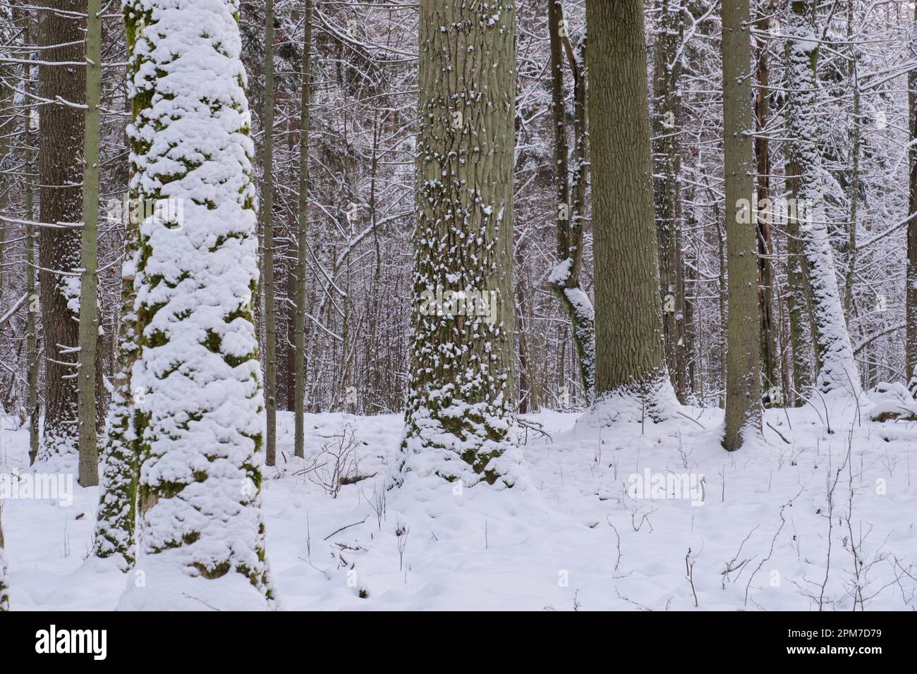 Deciduous Forest Winter
