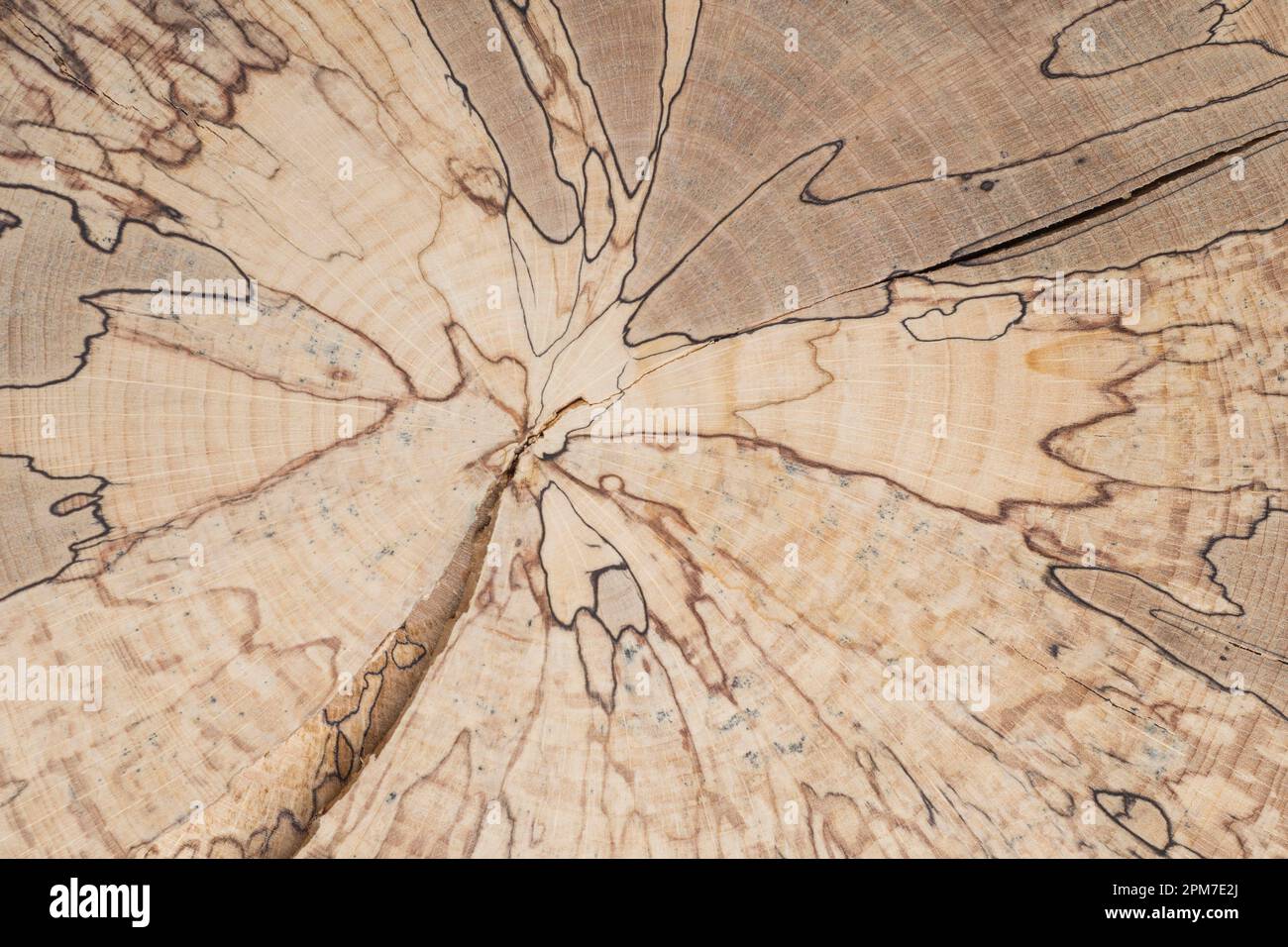 The concentric pattern of polished beech tree cross-section. Wood ...