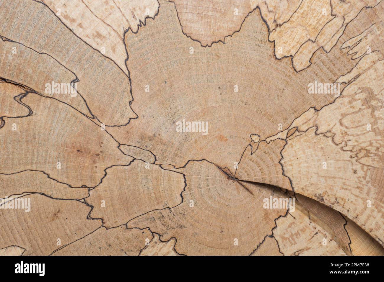 Black tree line hi-res stock photography and images - Alamy