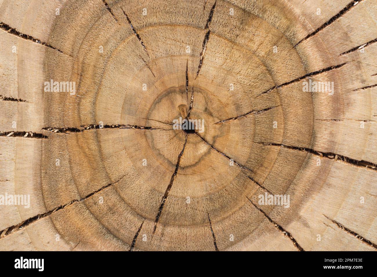 Tree growth structure hi-res stock photography and images - Alamy