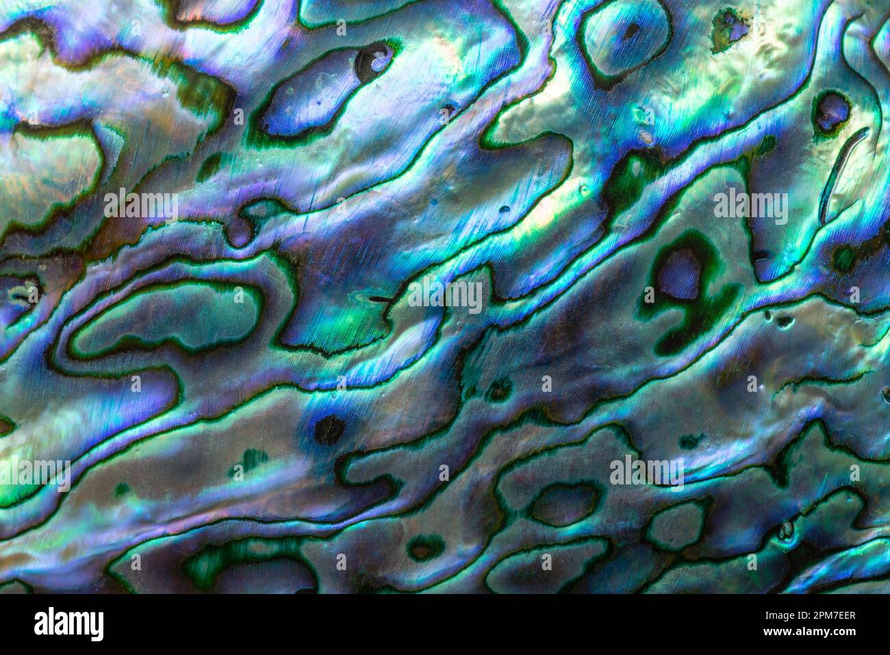 Abalone seashell hi-res stock photography and images - Alamy
