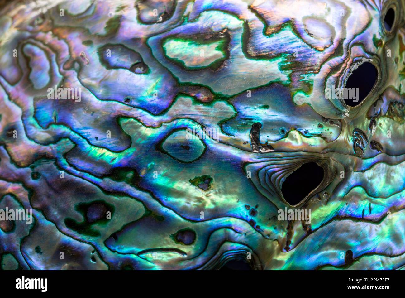 Shimmering abalone shell hi-res stock photography and images - Alamy