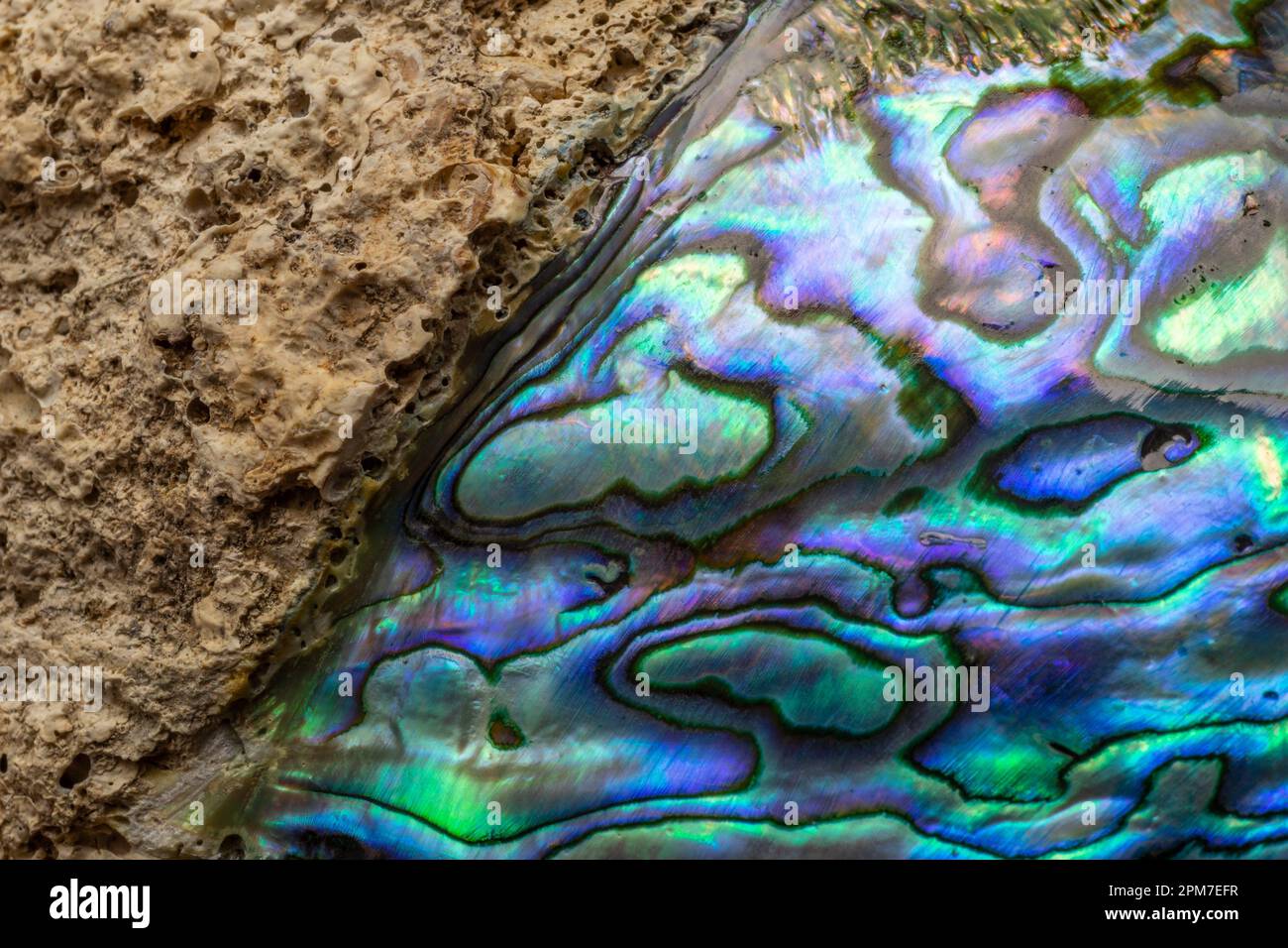 Abalone Shell Structure