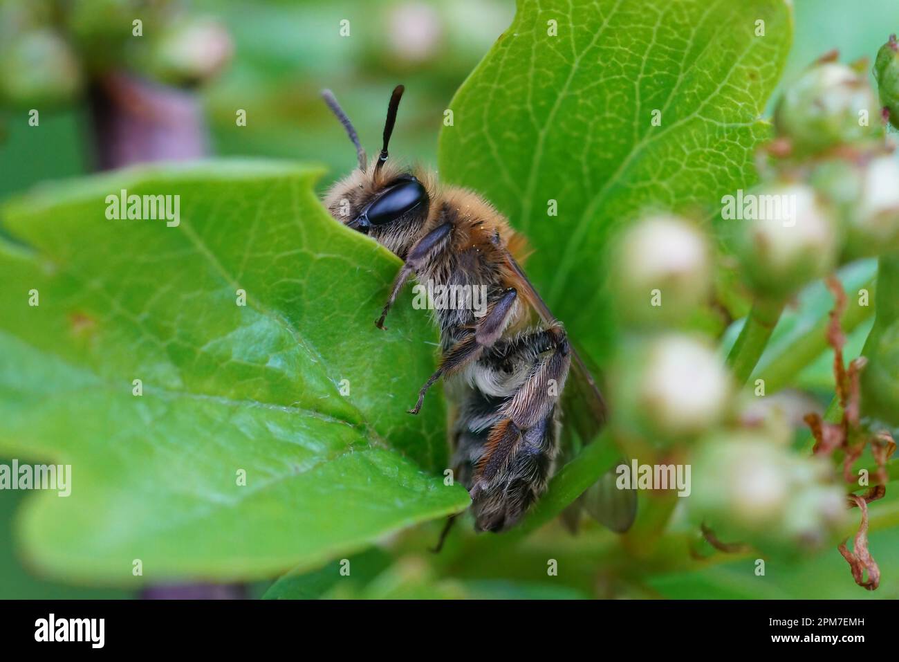 Natural closeup on a female Mellow minder solitary bee, Andrena mtitis ...