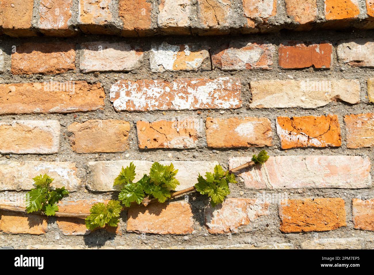 Branch brick hi-res stock photography and images - Alamy
