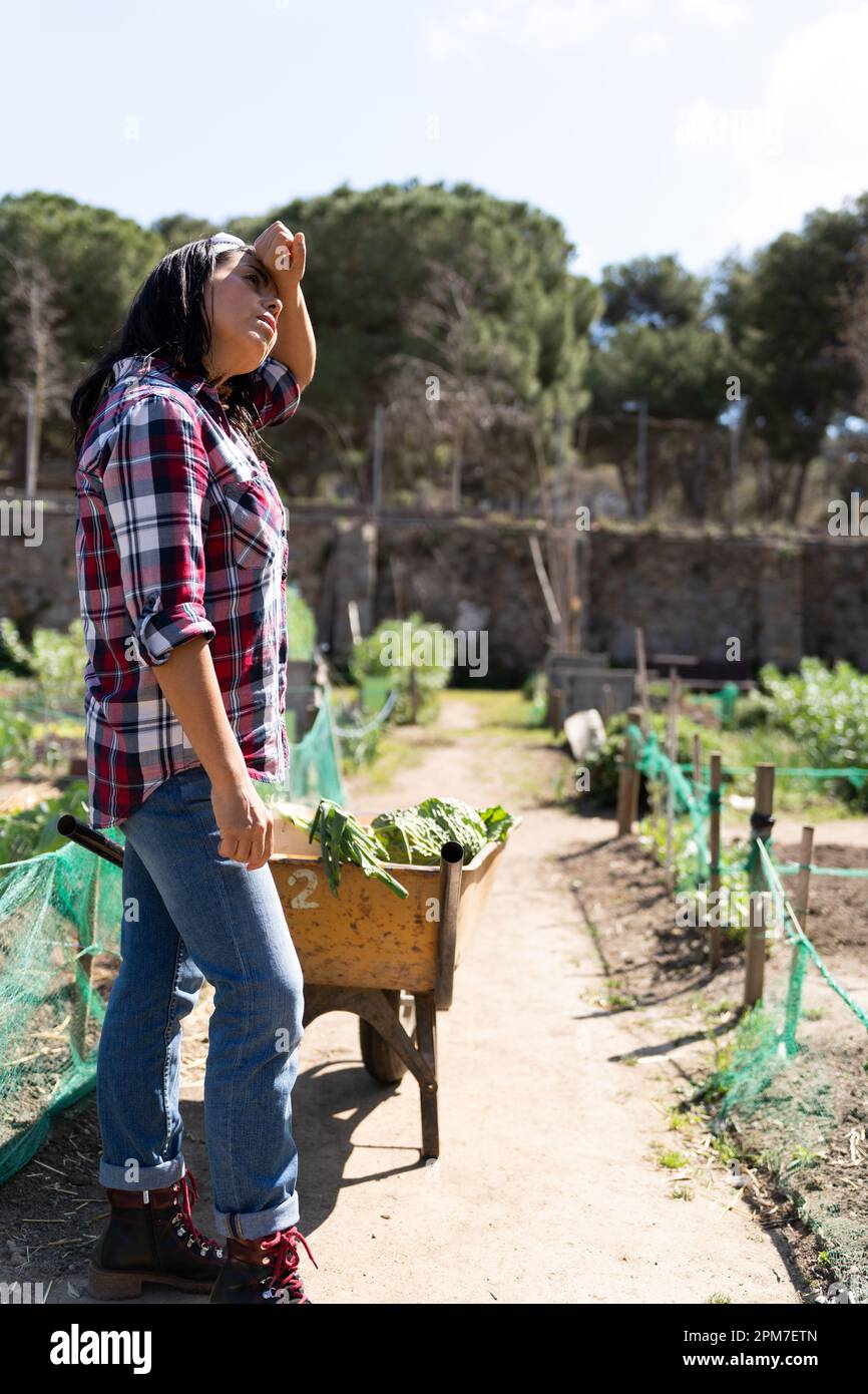 Beautiful woman tired carrying a wheelbarrow with vegetable from the ...
