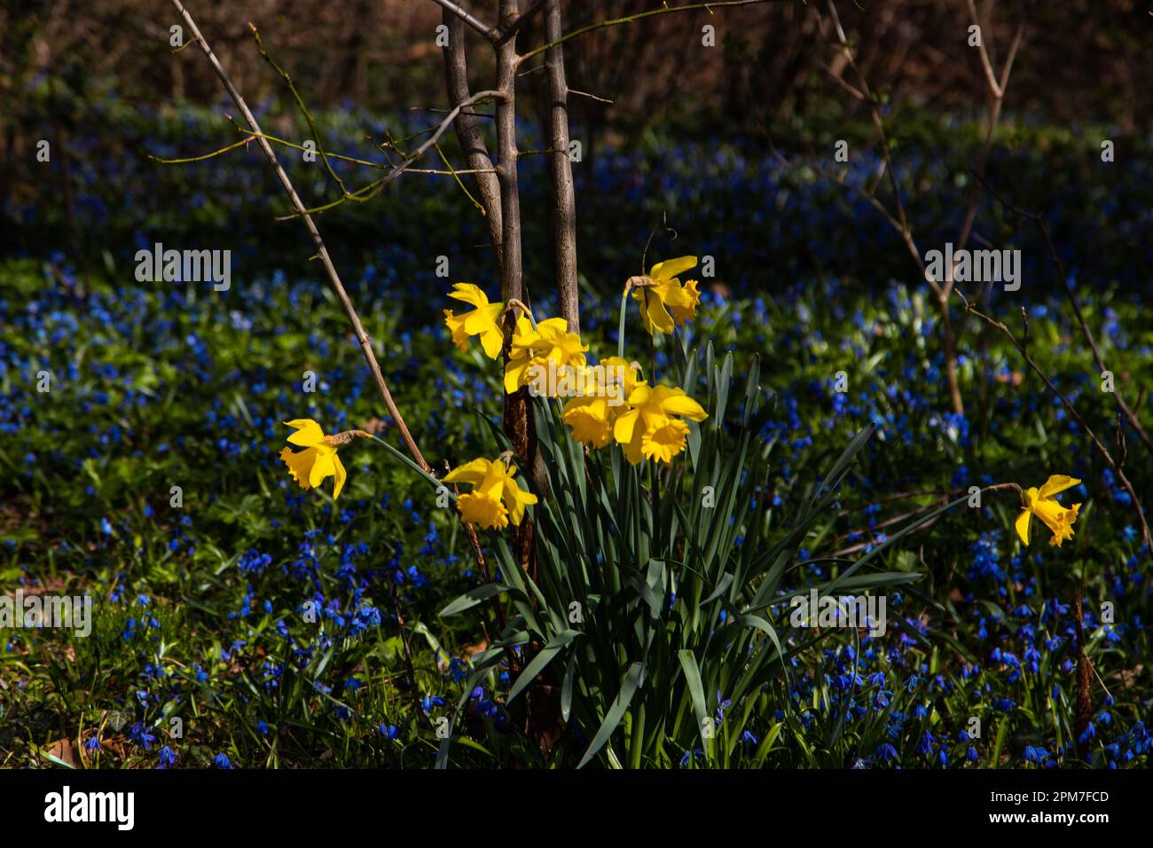 Spring in Skåne, Sweden Stock Photo - Alamy