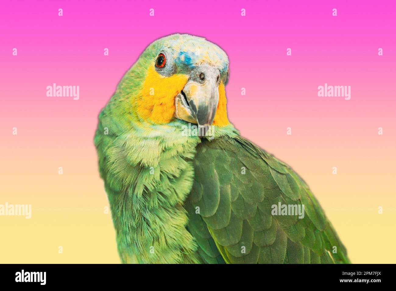 Large Blue Amazonian Parrot