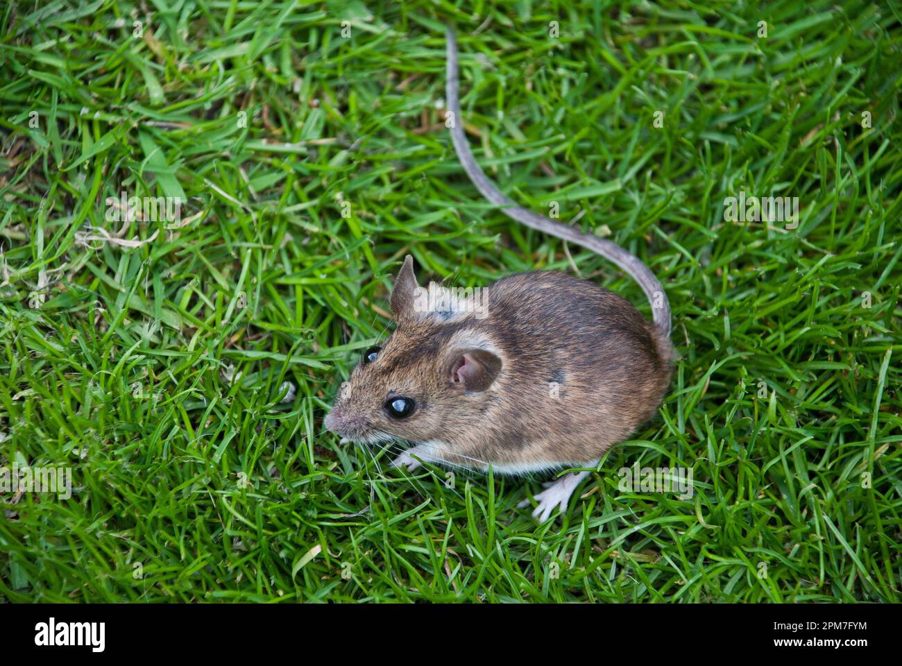 Large back feet of field mouse hi-res stock photography and images - Alamy