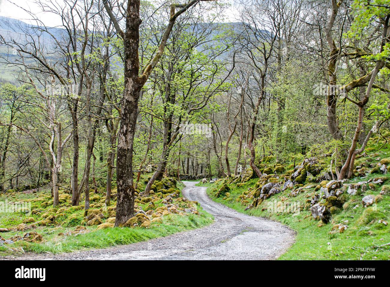 The rough track from Chapel-le-dale towards Ellerbeck and Whernside ...