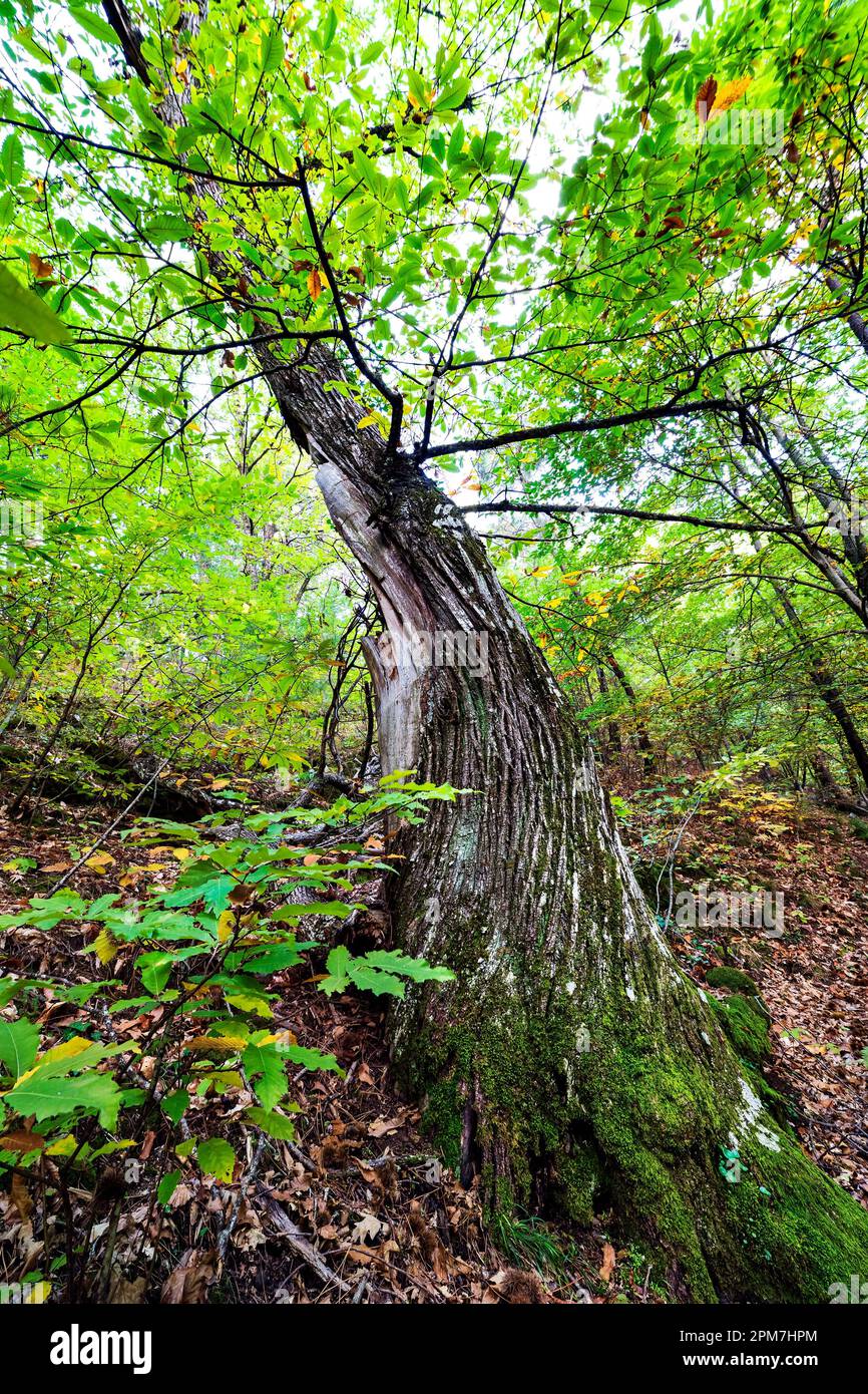 Chestnuts in Casillas. Sierra de Gredos. Avila. Chestnuts are a very ...